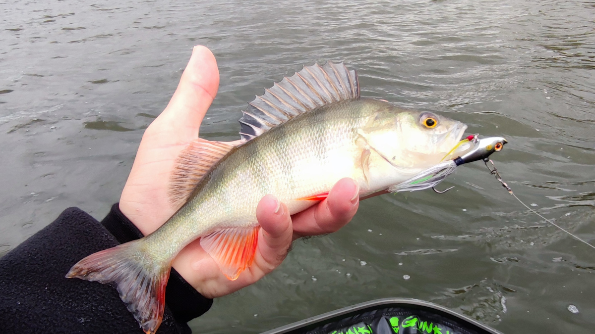 Comment pêcher la perche en automne? Suivez le guide!